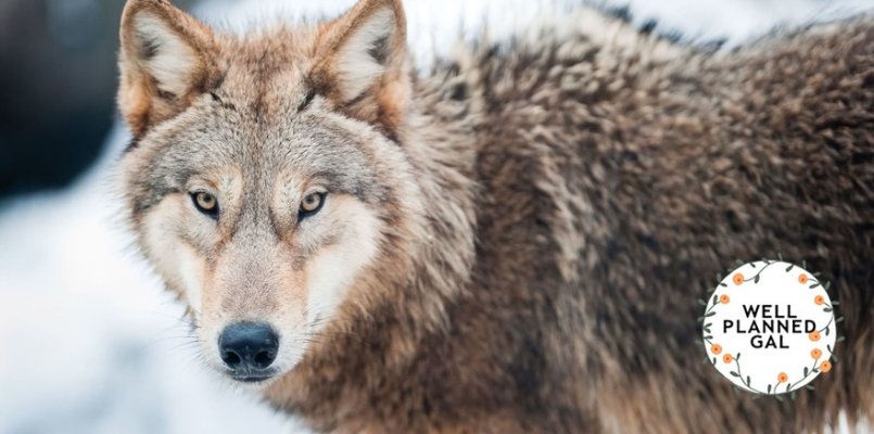 Beware of Wolves: Seeing Abusive Organizations - Well Planned Gal